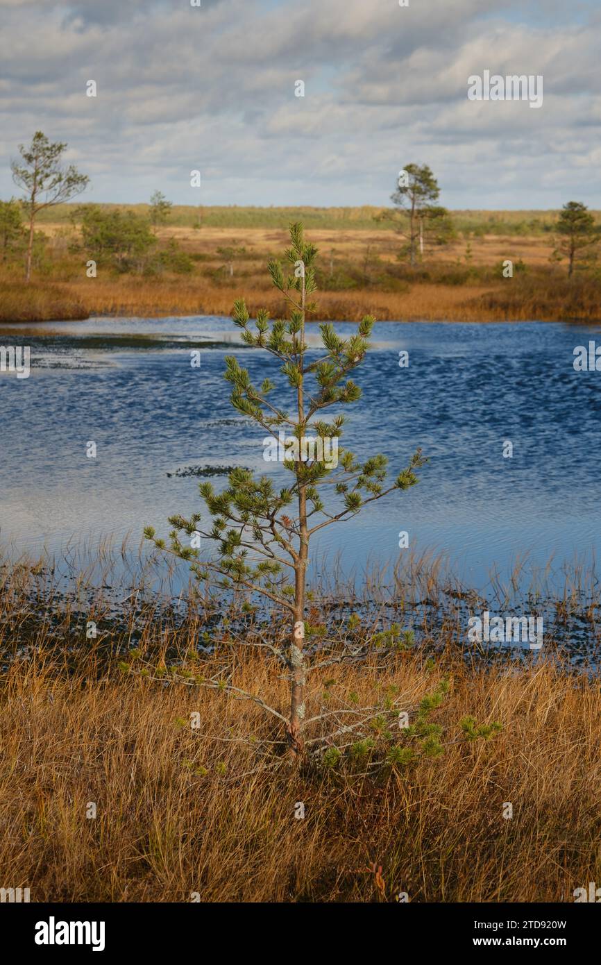 Spruce and lakes in the swamp in the Yelninsky Nature Reserve, Belarus ...