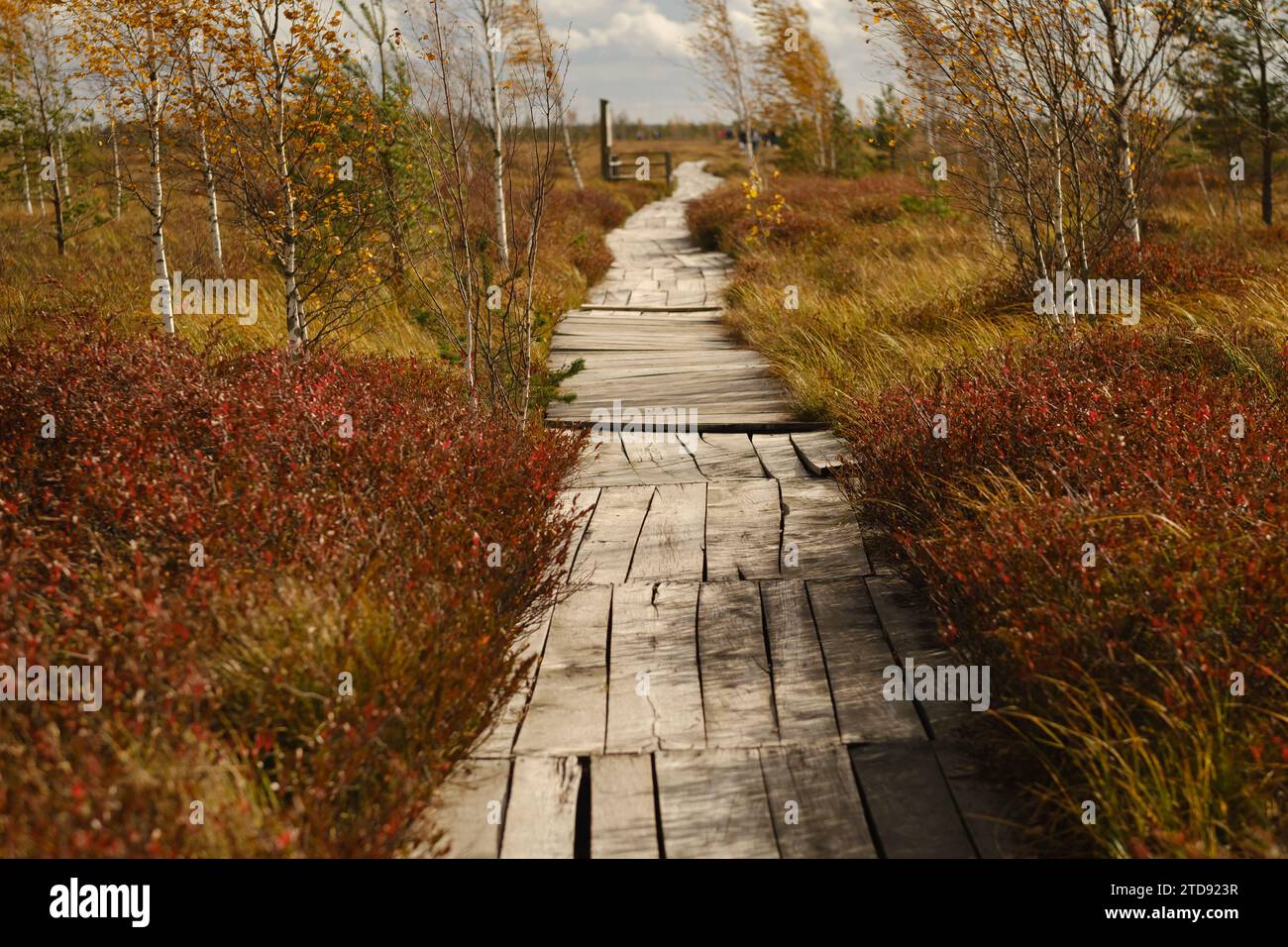 Wooden path on the swamp in Yelnya, Belarus Stock Photo - Alamy