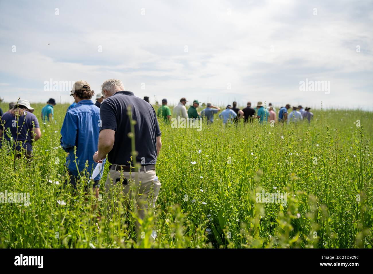 group of farmers doing a crop walk learning about crop health and ...