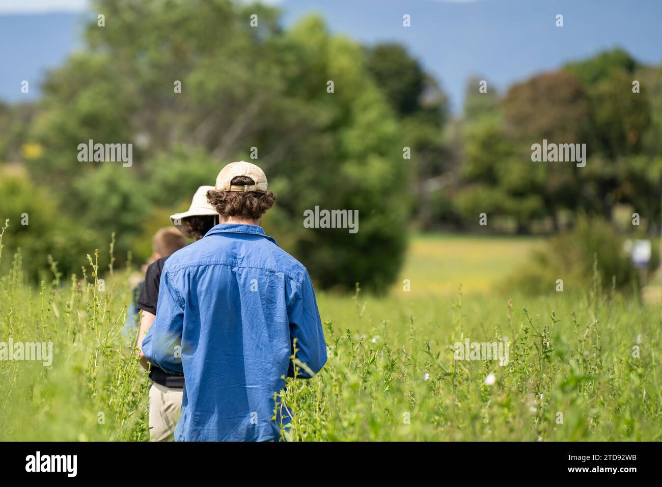 farmer conducting a crop walk in a chicory crop. students learning ...