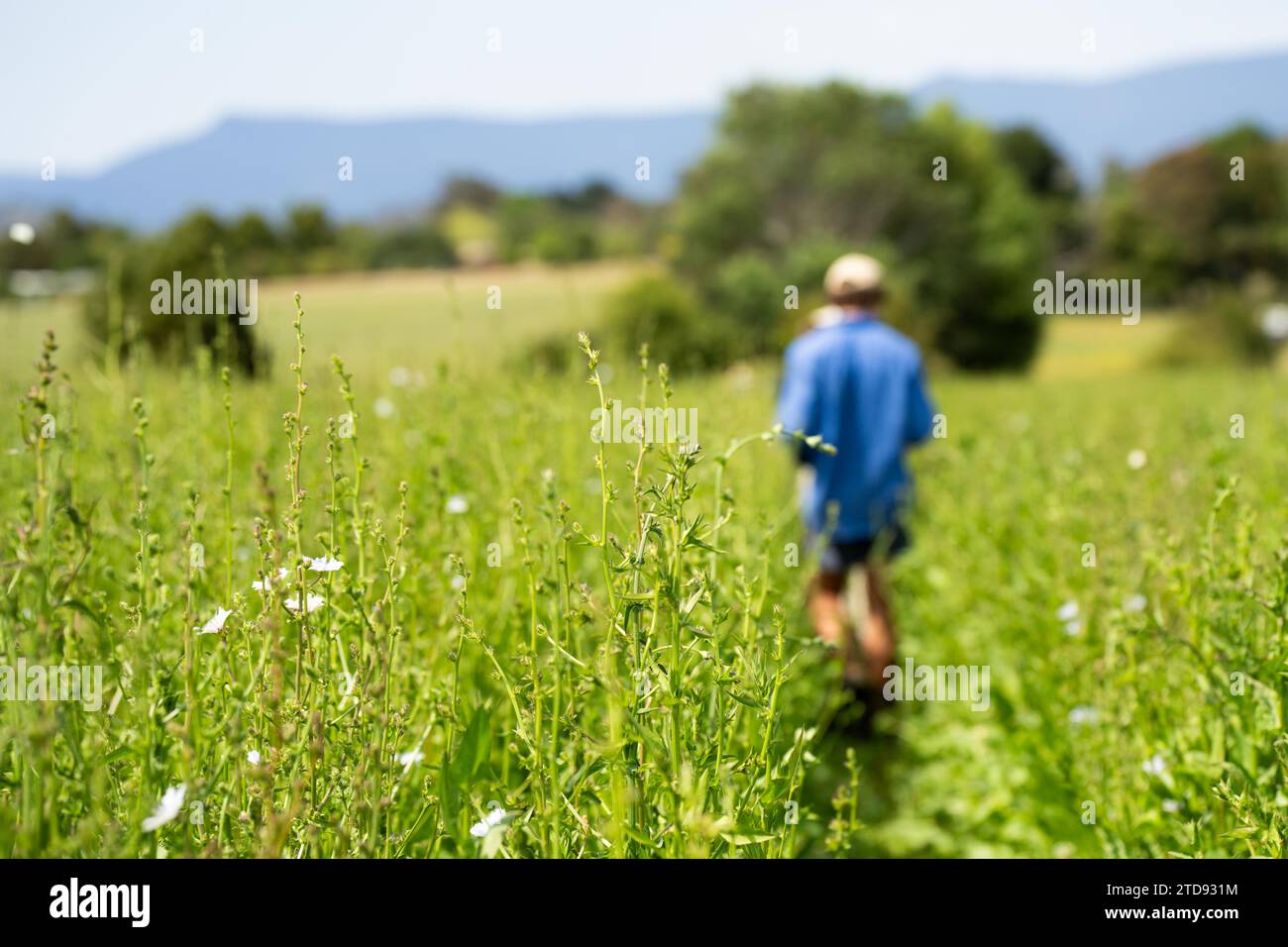 farmer conducting a crop walk in a chicory crop. students learning ...