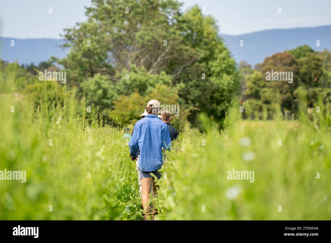 farmer conducting a crop walk in a chicory crop. students learning ...