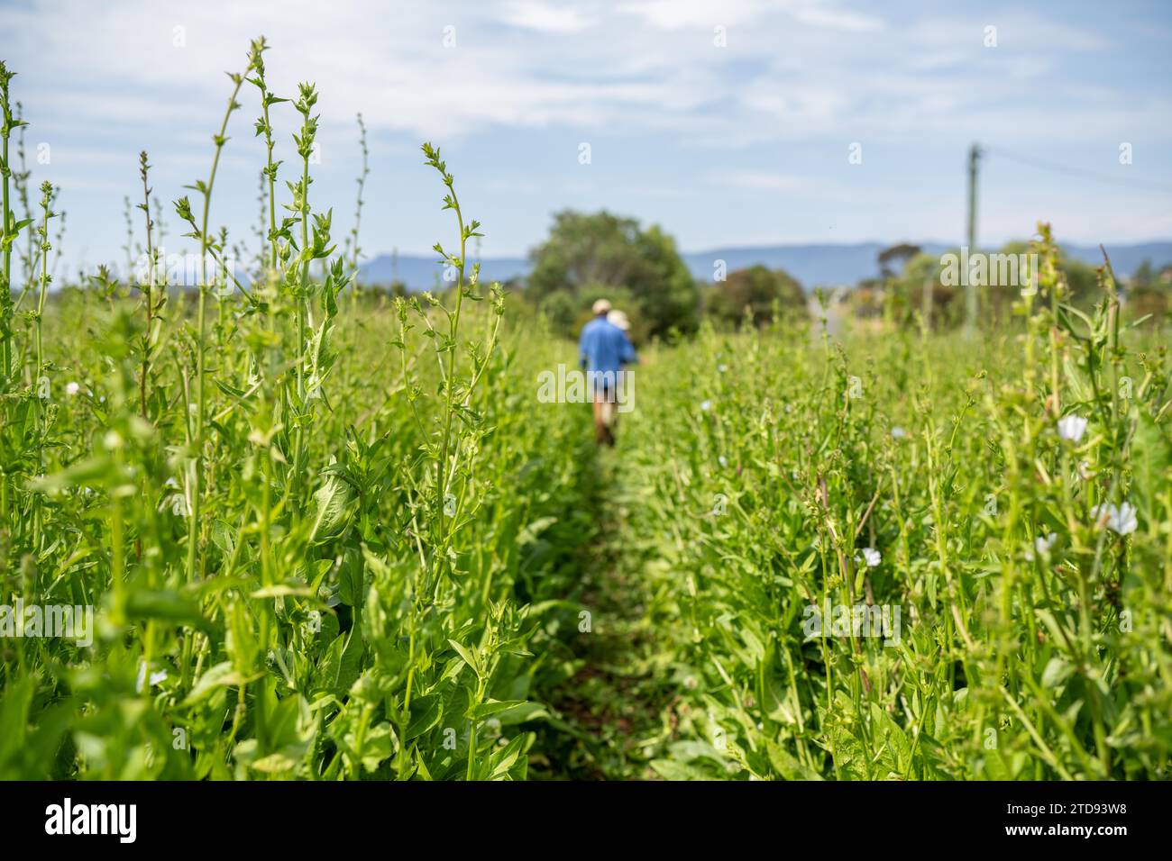 farmer conducting a crop walk in a chicory crop. students learning ...