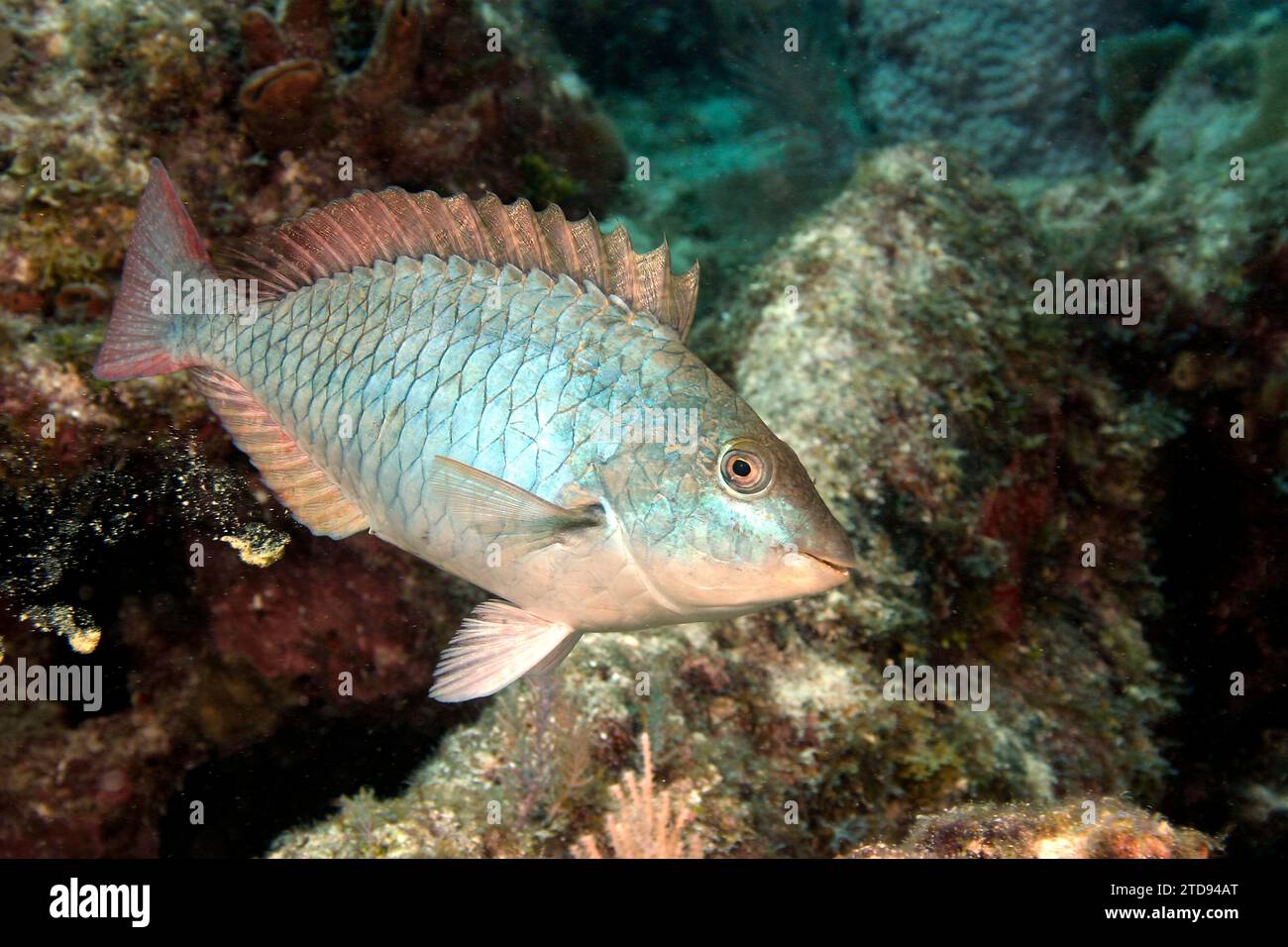 Parrotfish defecating ground coral on the reef, intermediate phase ...