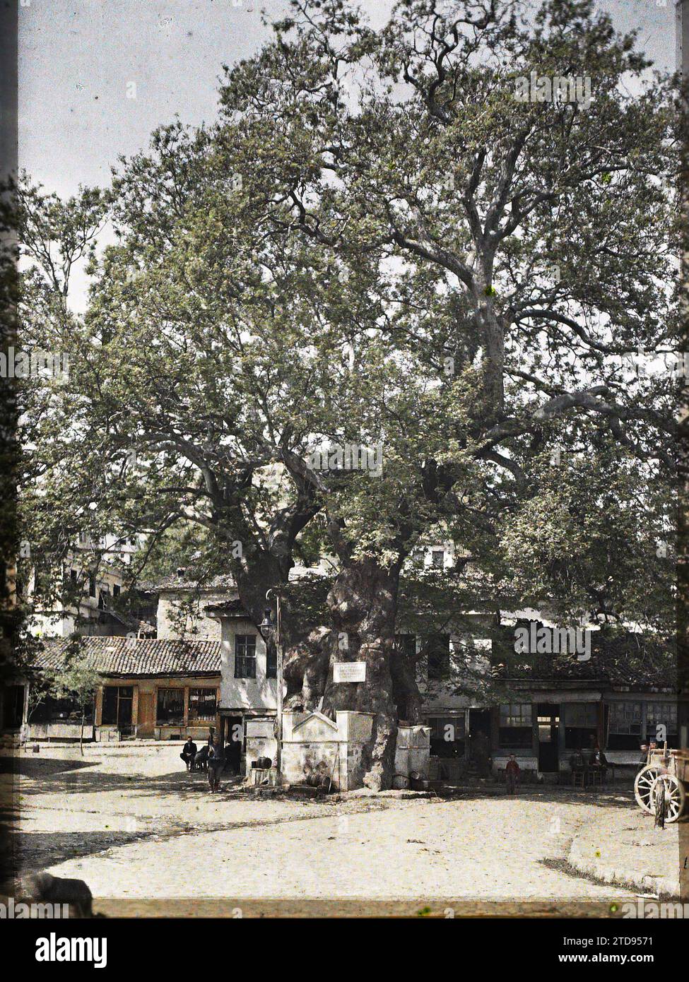 Macedonia large plane tree hi-res stock photography and images - Alamy