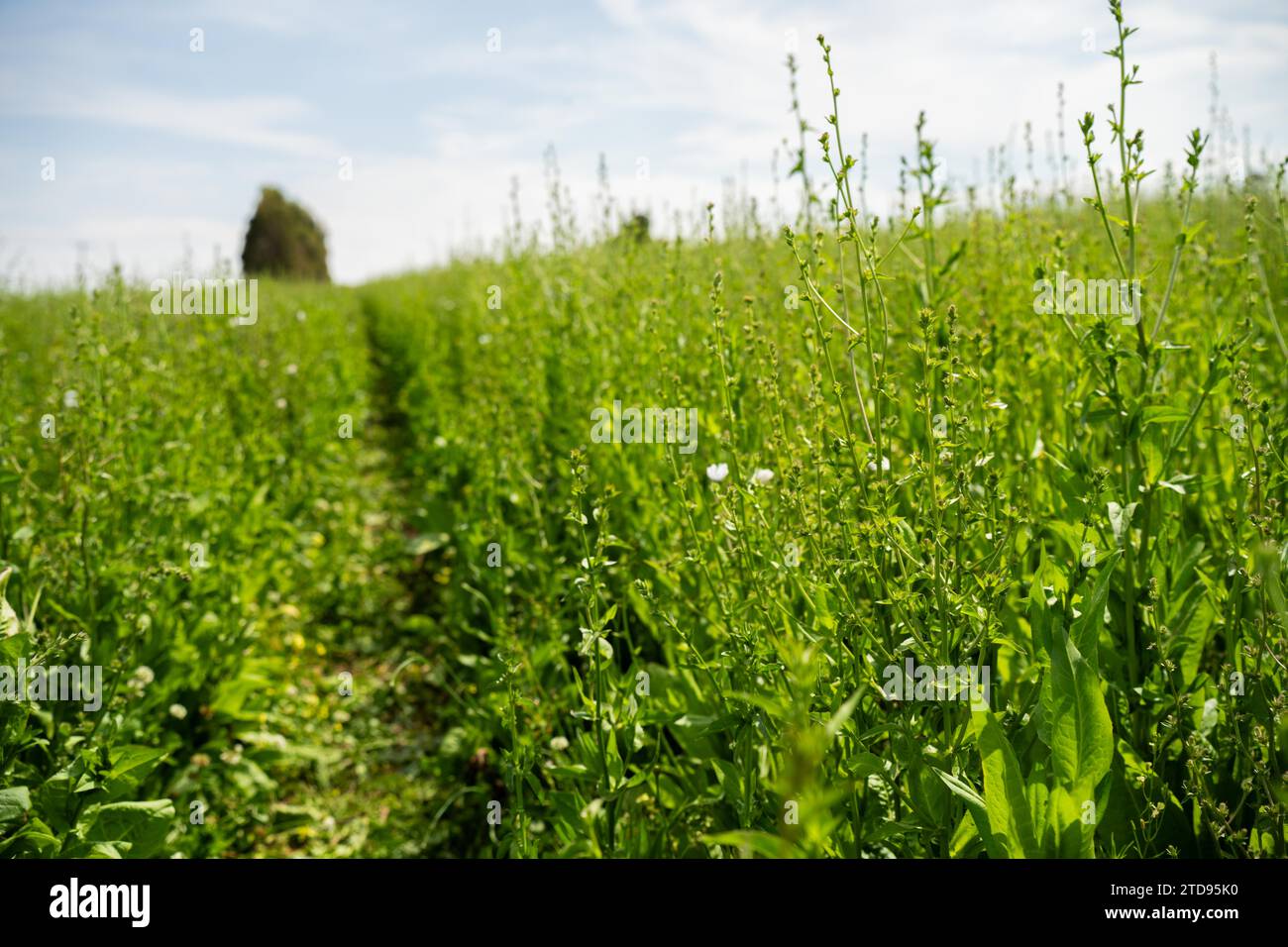 farmer conducting a crop walk in a chicory crop. students learning ...