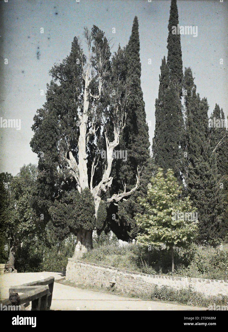Bursa, Turkey Cypresses and plane trees along the path or a street ...
