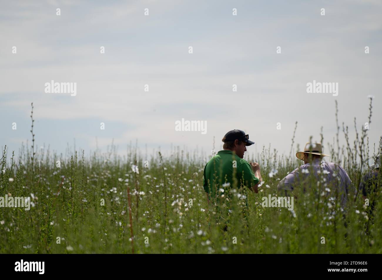 group of farmers doing a crop walk learning about crop health and ...