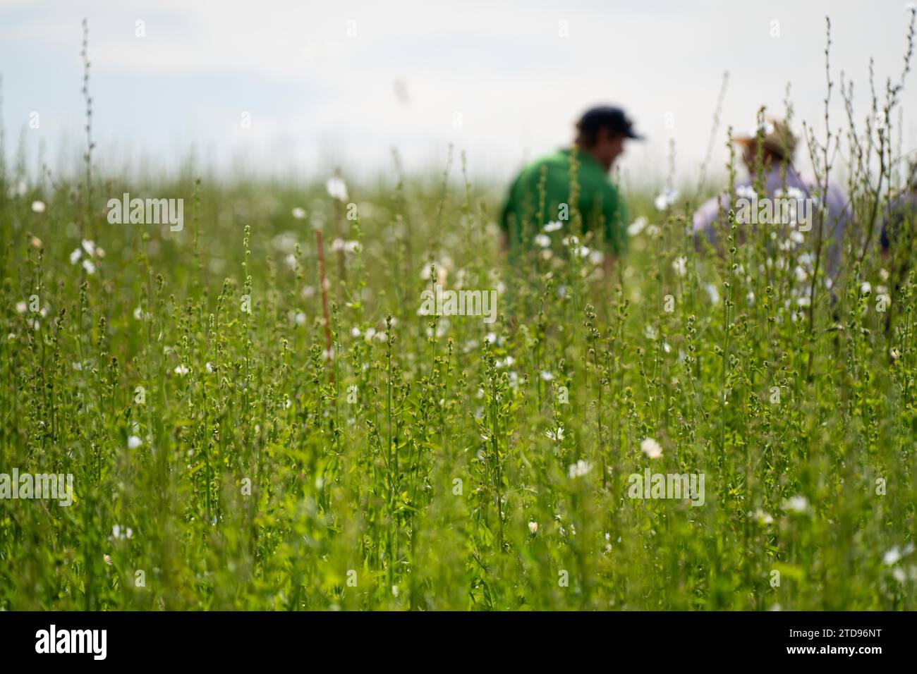 farmer conducting a crop walk in a chicory crop. students learning ...