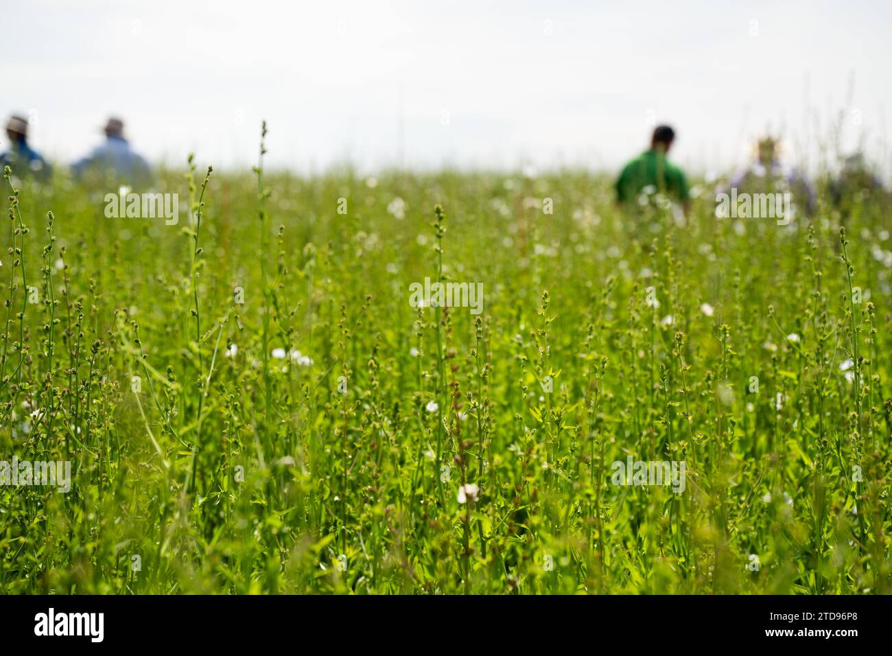 farmer conducting a crop walk in a chicory crop. students learning ...
