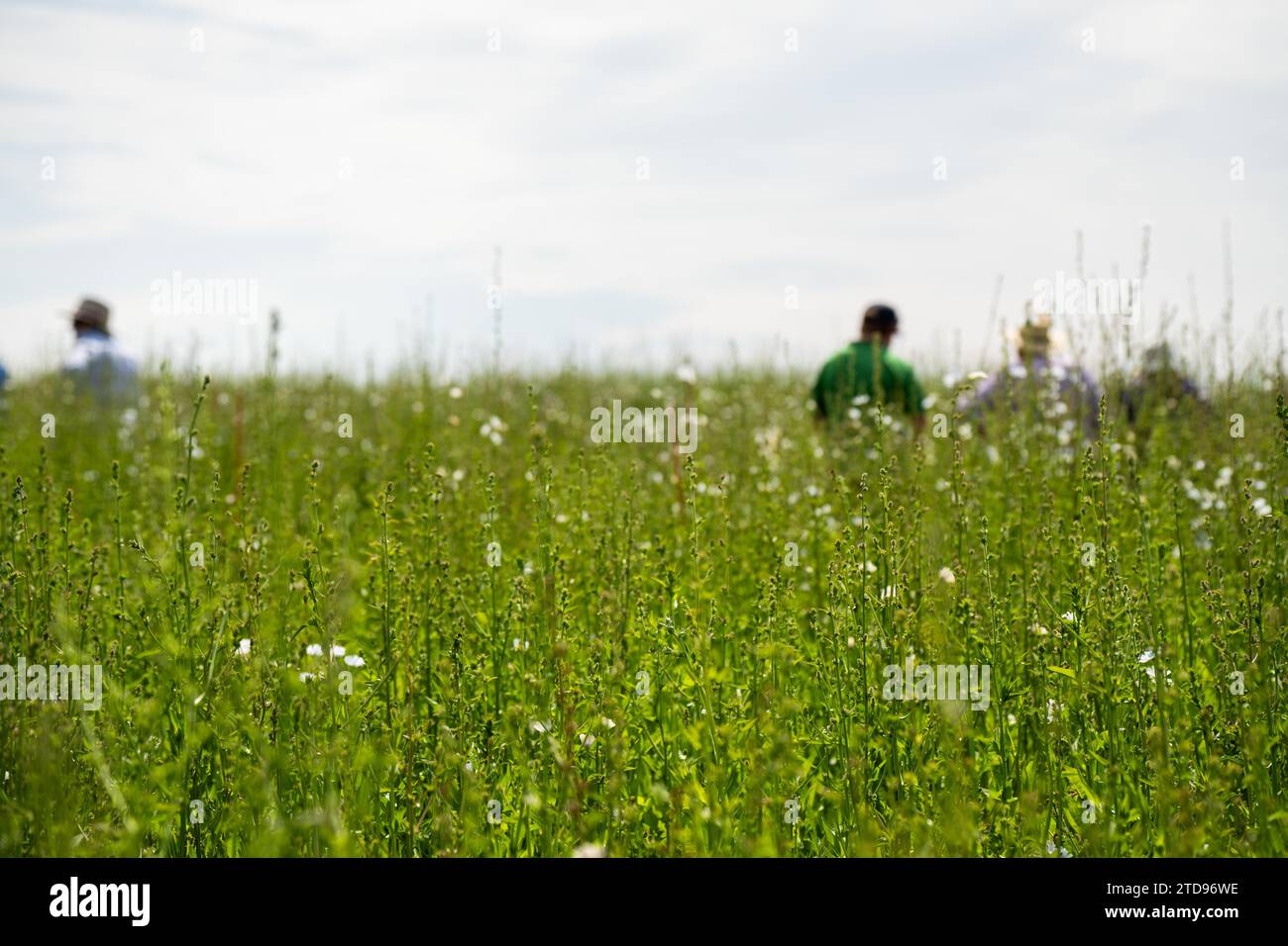 group of farmers doing a crop walk learning about crop health and ...