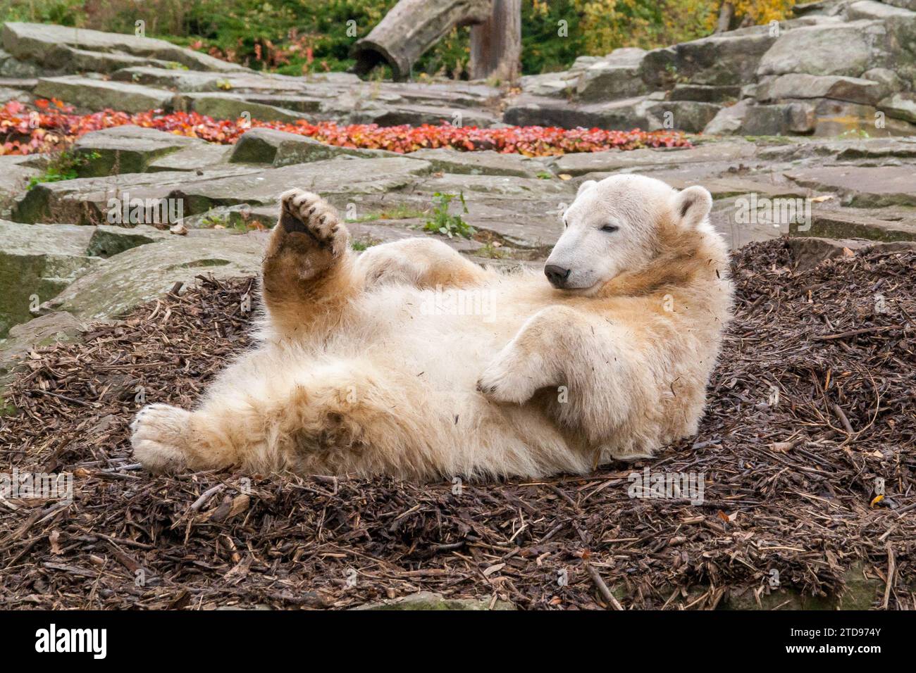 The baby polar bear Knut at the Berlin zoo 2007 Stock Photo - Alamy