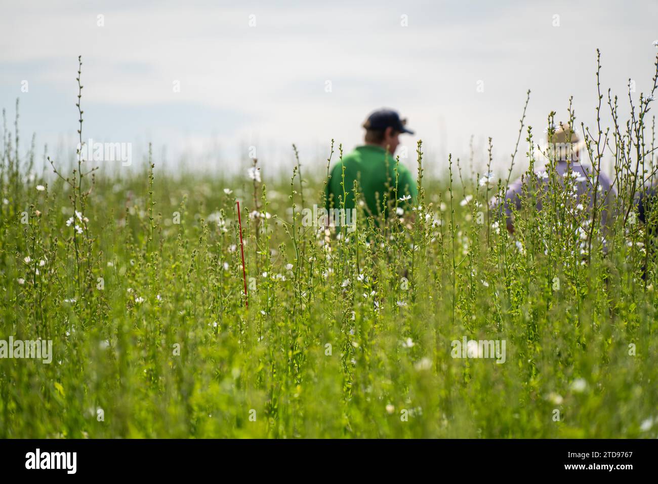 farmer conducting a crop walk in a chicory crop. students learning ...