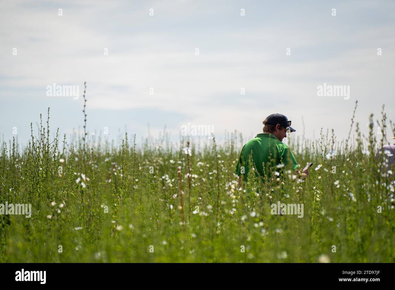 farmer conducting a crop walk in a chicory crop. students learning ...