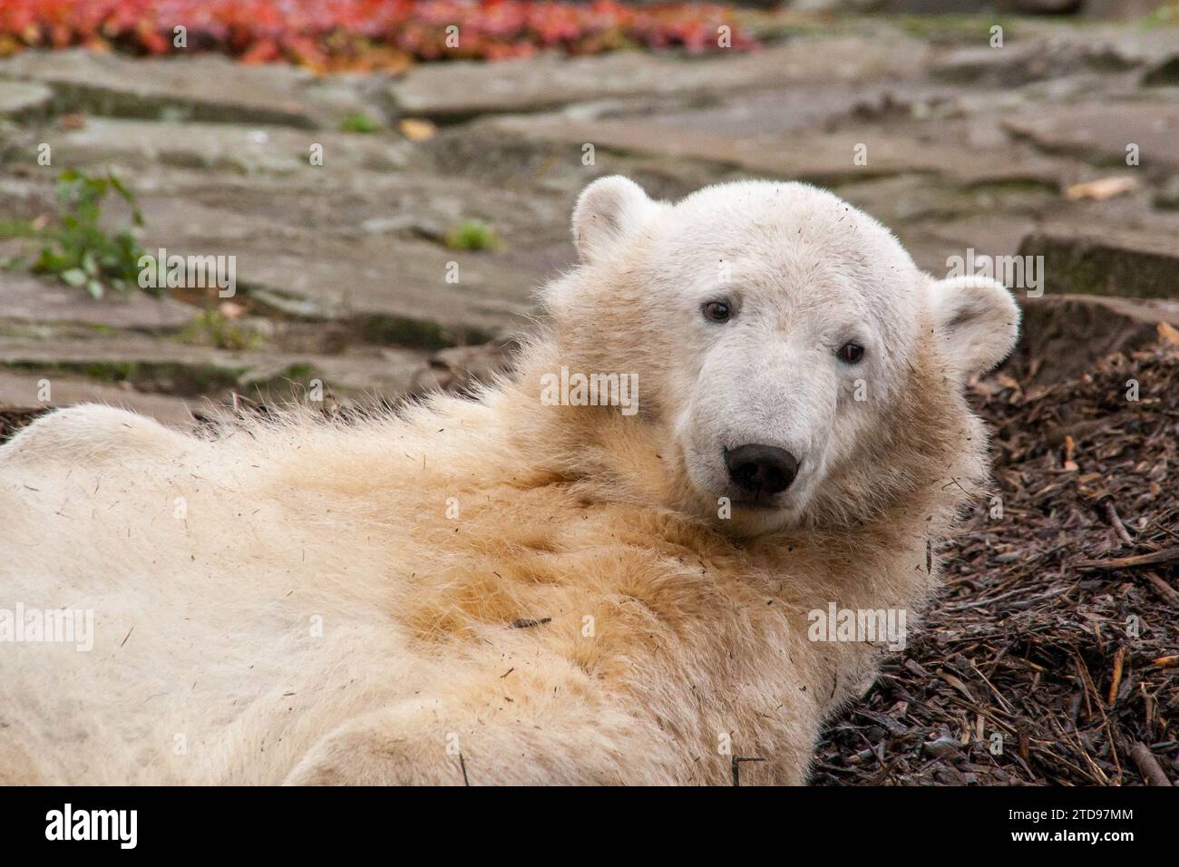 The baby polar bear Knut at the Berlin zoo 2007 Stock Photo - Alamy