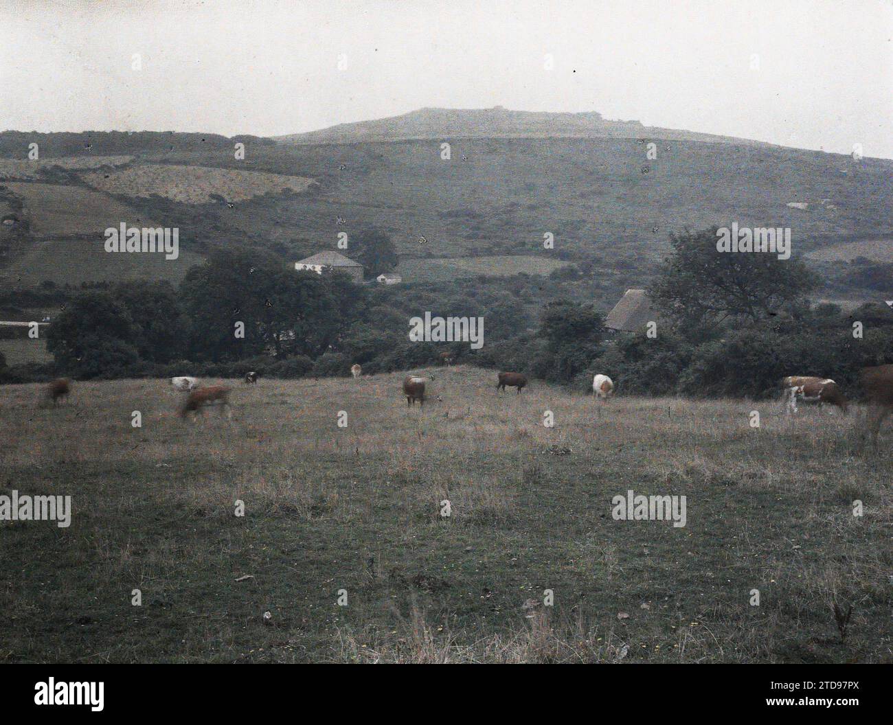Cornwall, England Herd of Cows, Animal, Economic Activity, Real Animal ...