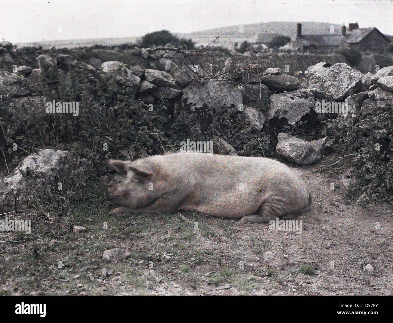 Carbis Bay, Cornwall, England A pig, Animal, Economic activity, Real ...