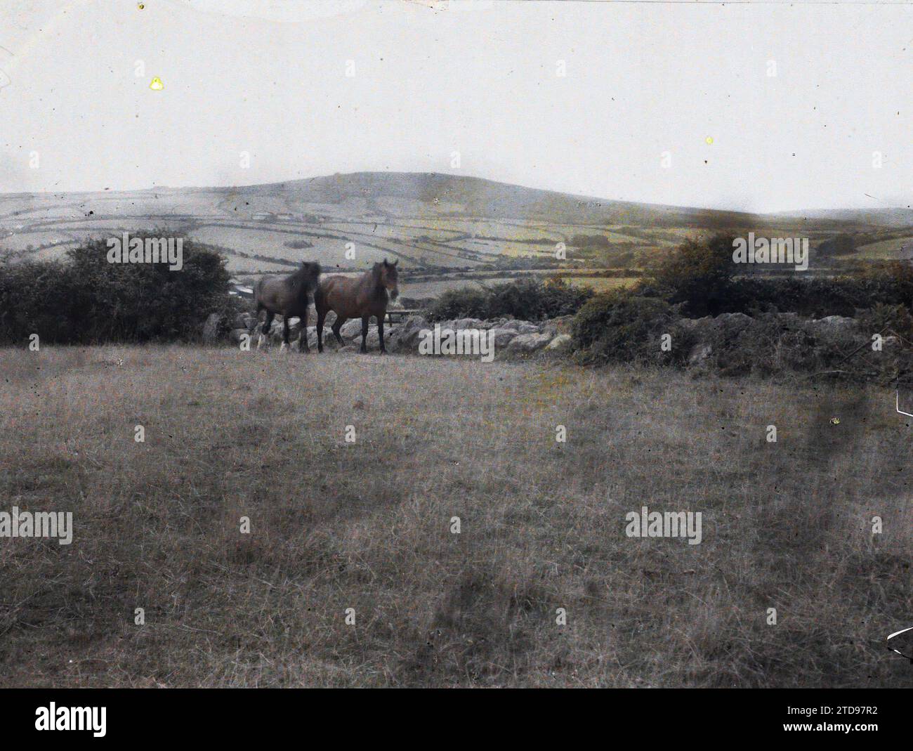 Cornwall, England Two horses, Animal, Economic activity, Horse, Real ...