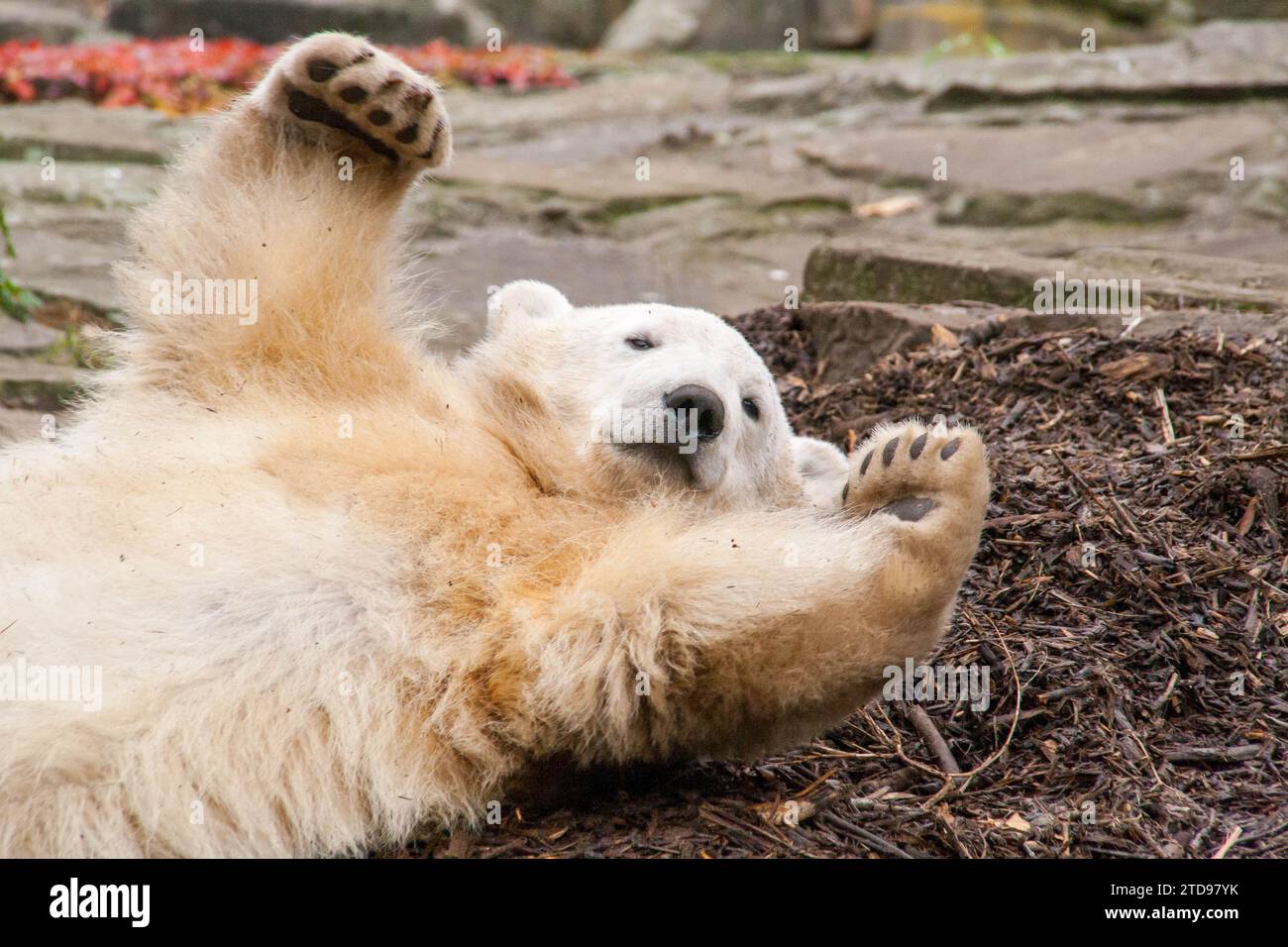 The baby polar bear Knut at the Berlin zoo 2007 Stock Photo - Alamy