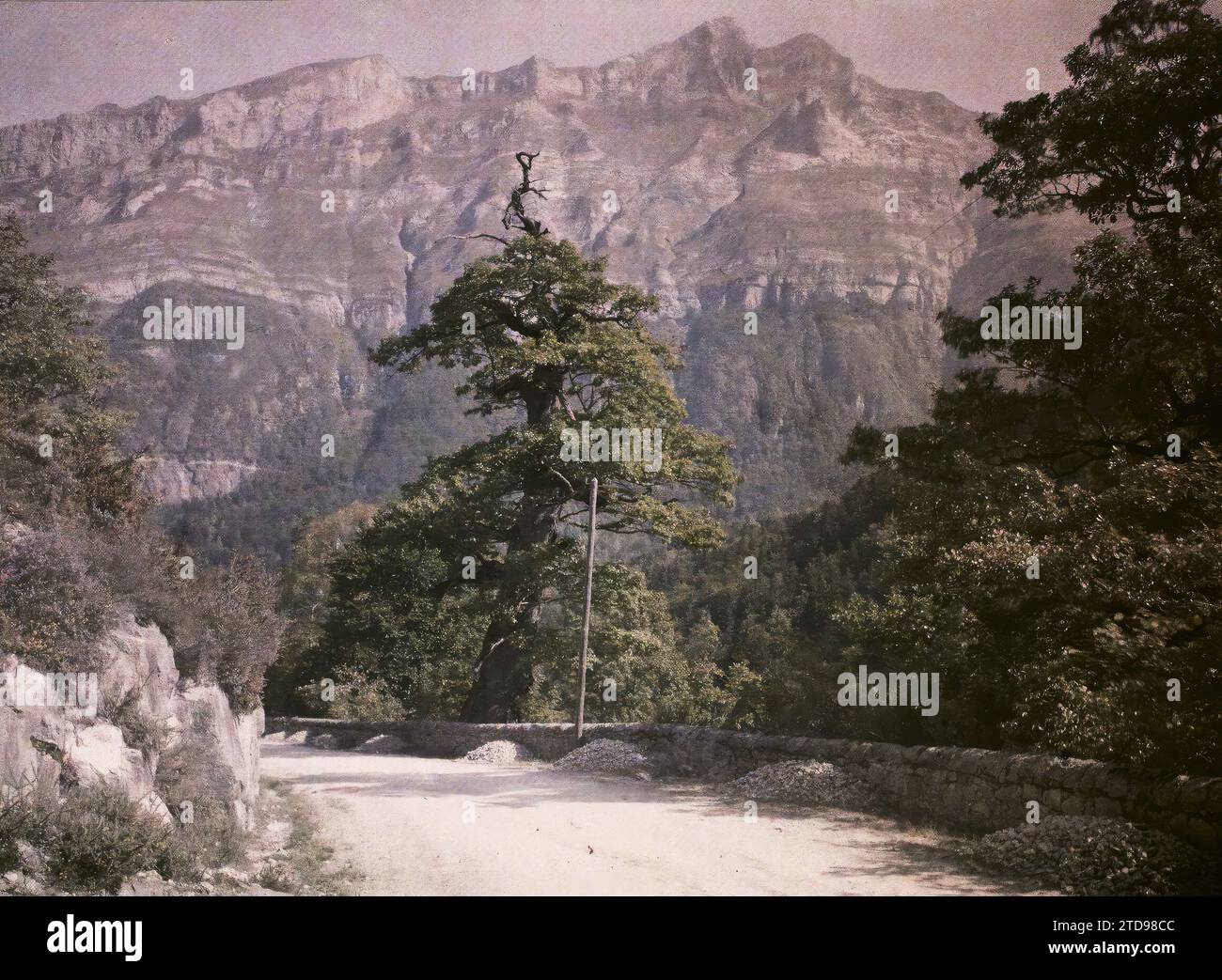 Landscape remarkable tree vegetation botany nature environment hi-res ...