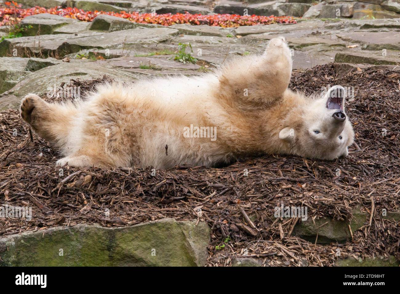 The baby polar bear Knut at the Berlin zoo 2007 Stock Photo - Alamy
