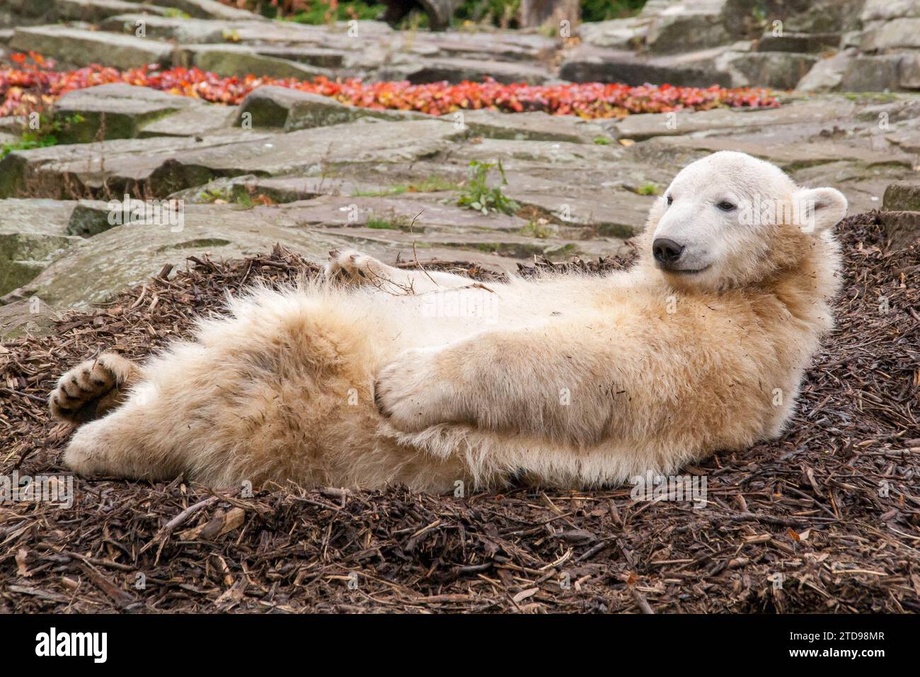 The baby polar bear Knut at the Berlin zoo 2007 Stock Photo - Alamy
