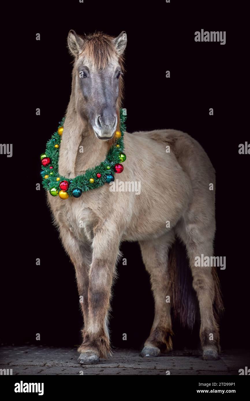 A dun iceland horse mare wearing a festive christmas wreath on black ...