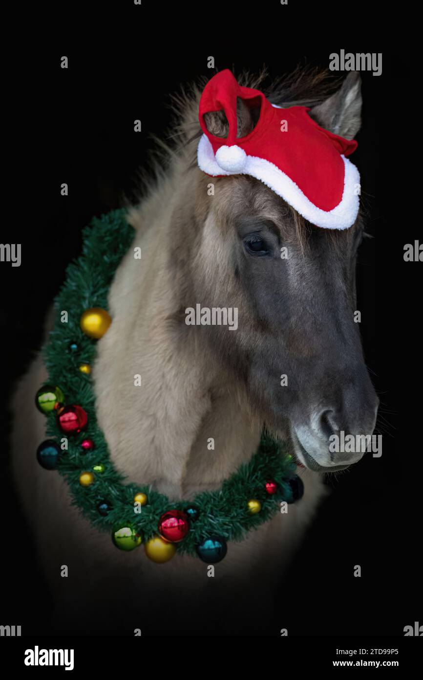 A dun iceland horse mare wearing a festive christmas wreath on black ...