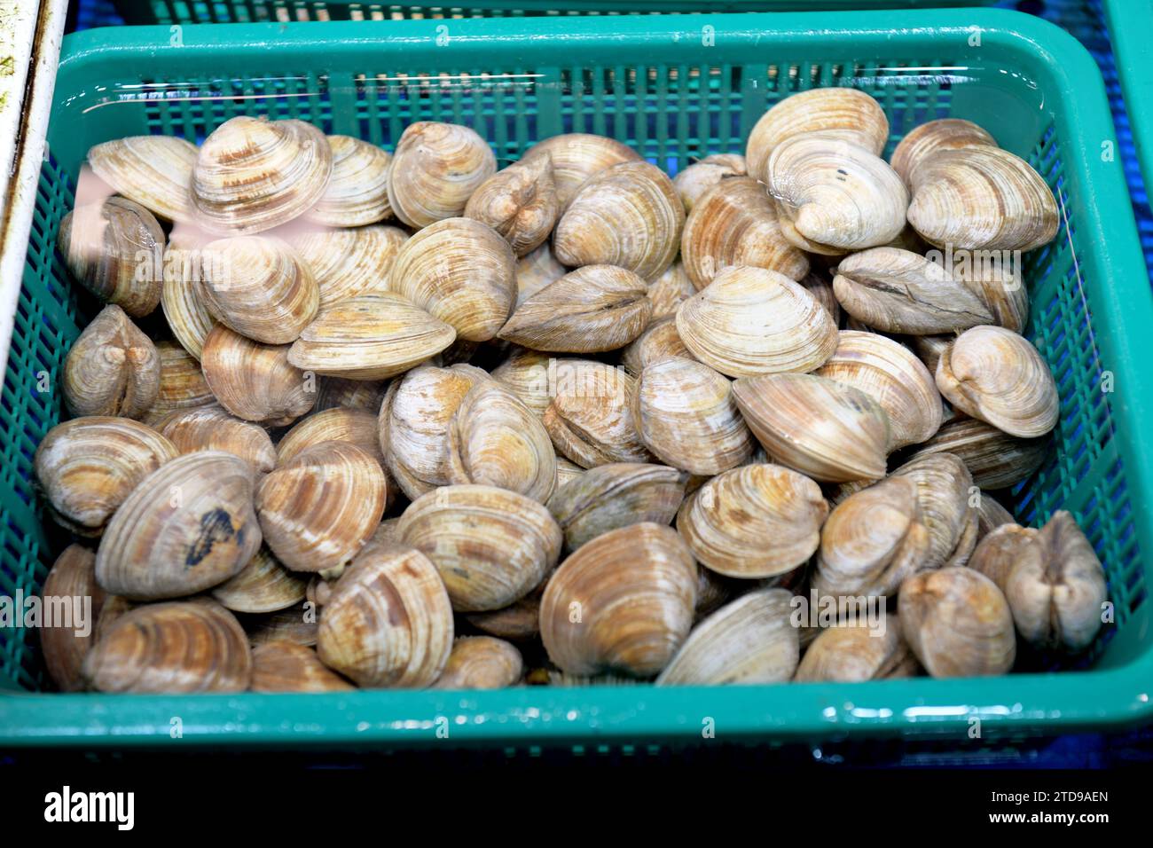 Seafood at the fish market in Korea Stock Photo - Alamy