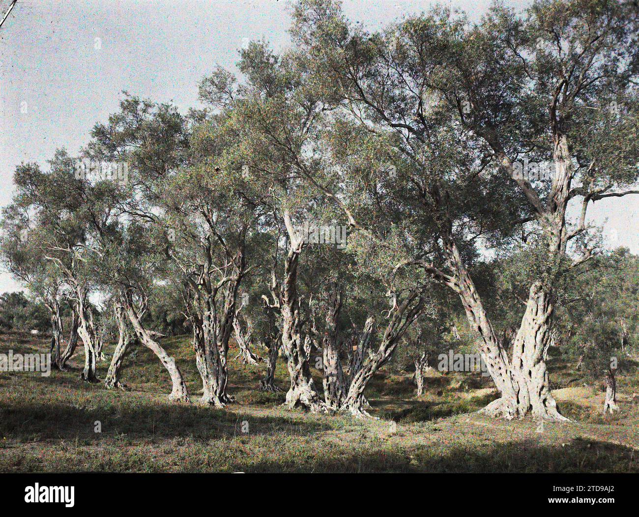 Corfu, Greece Olive wood, Nature, Environment, Orchard, Vegetation ...
