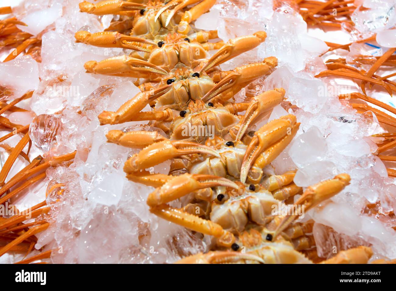 Seafood at the fish market in Korea Stock Photo - Alamy