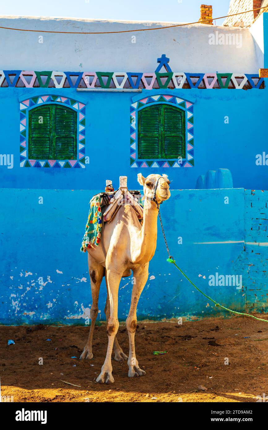 Camel on the street in the famous Nubian village. Aswan, Egypt ...