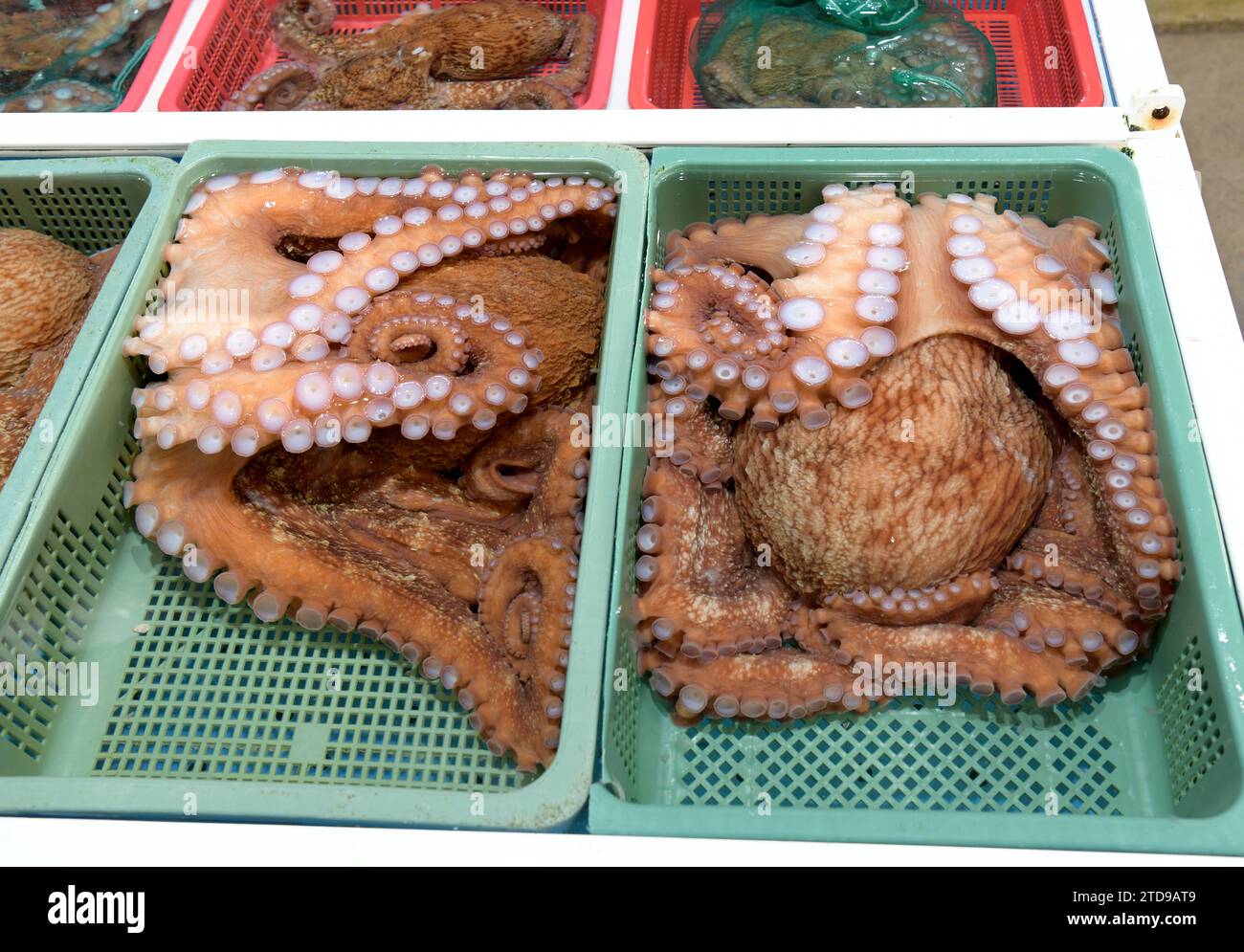 Seafood at the fish market in Korea Stock Photo - Alamy