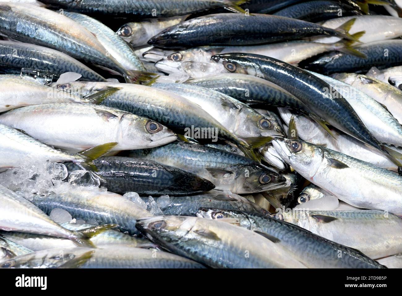 Seafood at the fish market in Korea Stock Photo - Alamy