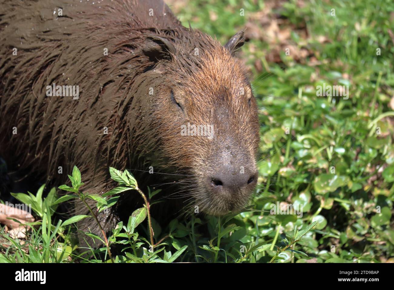 Fat Capybara, Hydrochoerus hydrochaeris, eats grass Stock Photo - Alamy