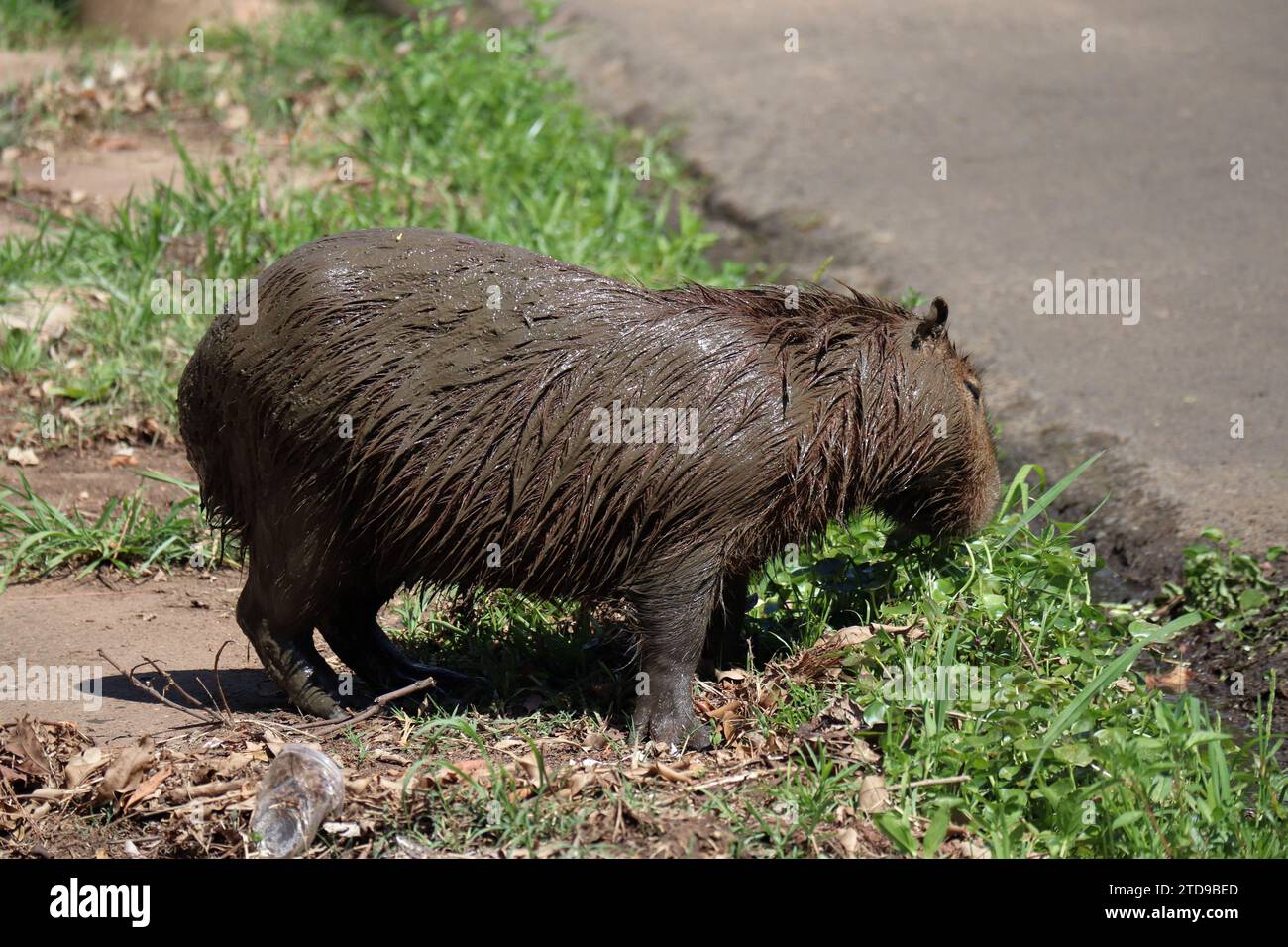 Fat Capybara, Hydrochoerus hydrochaeris, eats grass Stock Photo - Alamy