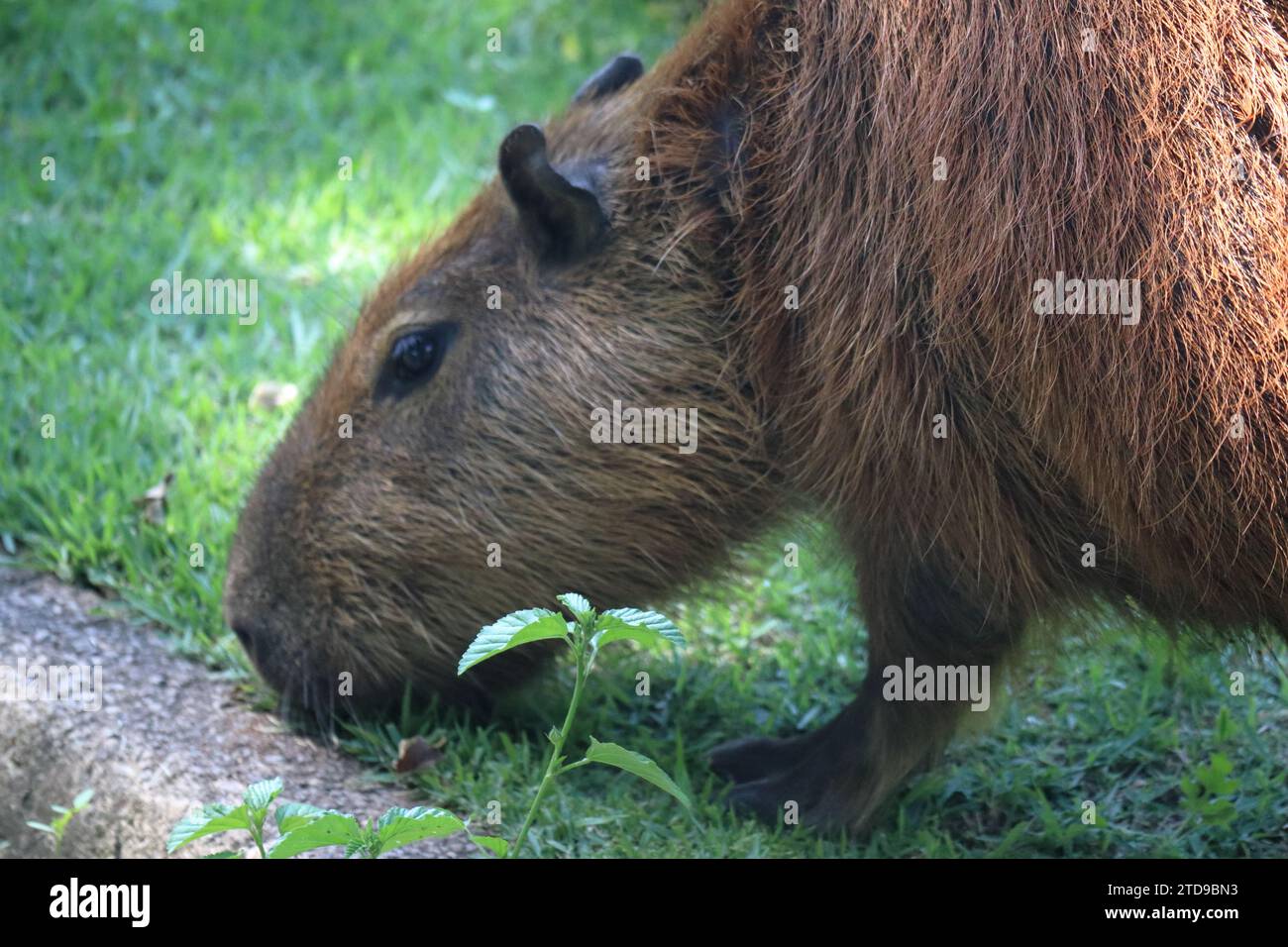Fat Capybara, Hydrochoerus hydrochaeris, eats grass Stock Photo - Alamy