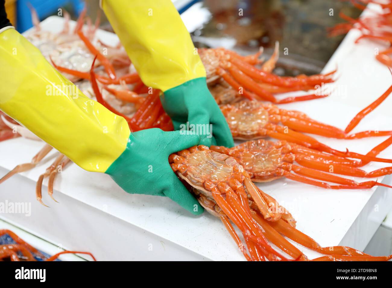 Seafood at the fish market in Korea Stock Photo - Alamy