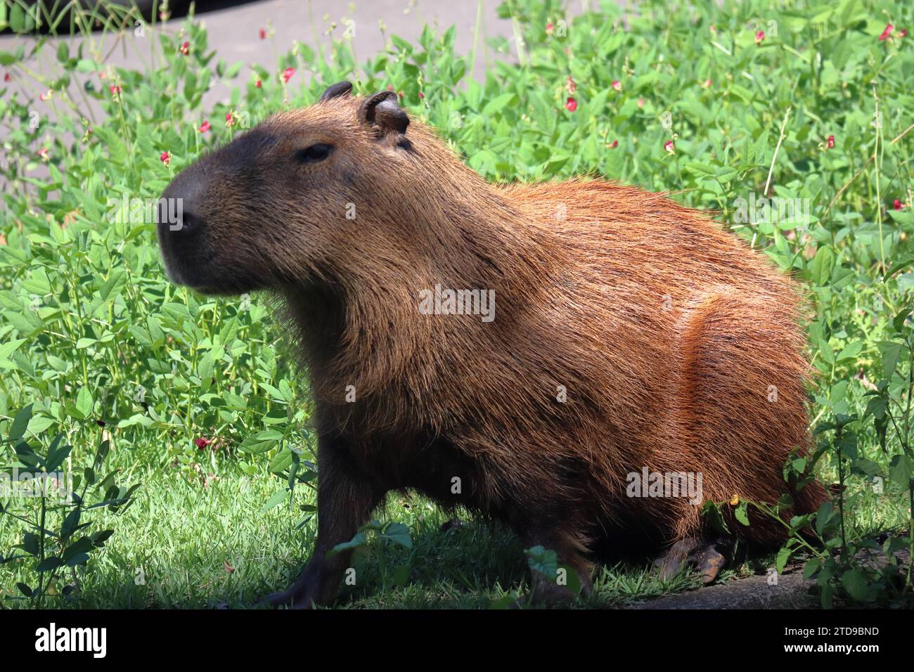 Fat Capybara, Hydrochoerus hydrochaeris, eats grass Stock Photo - Alamy