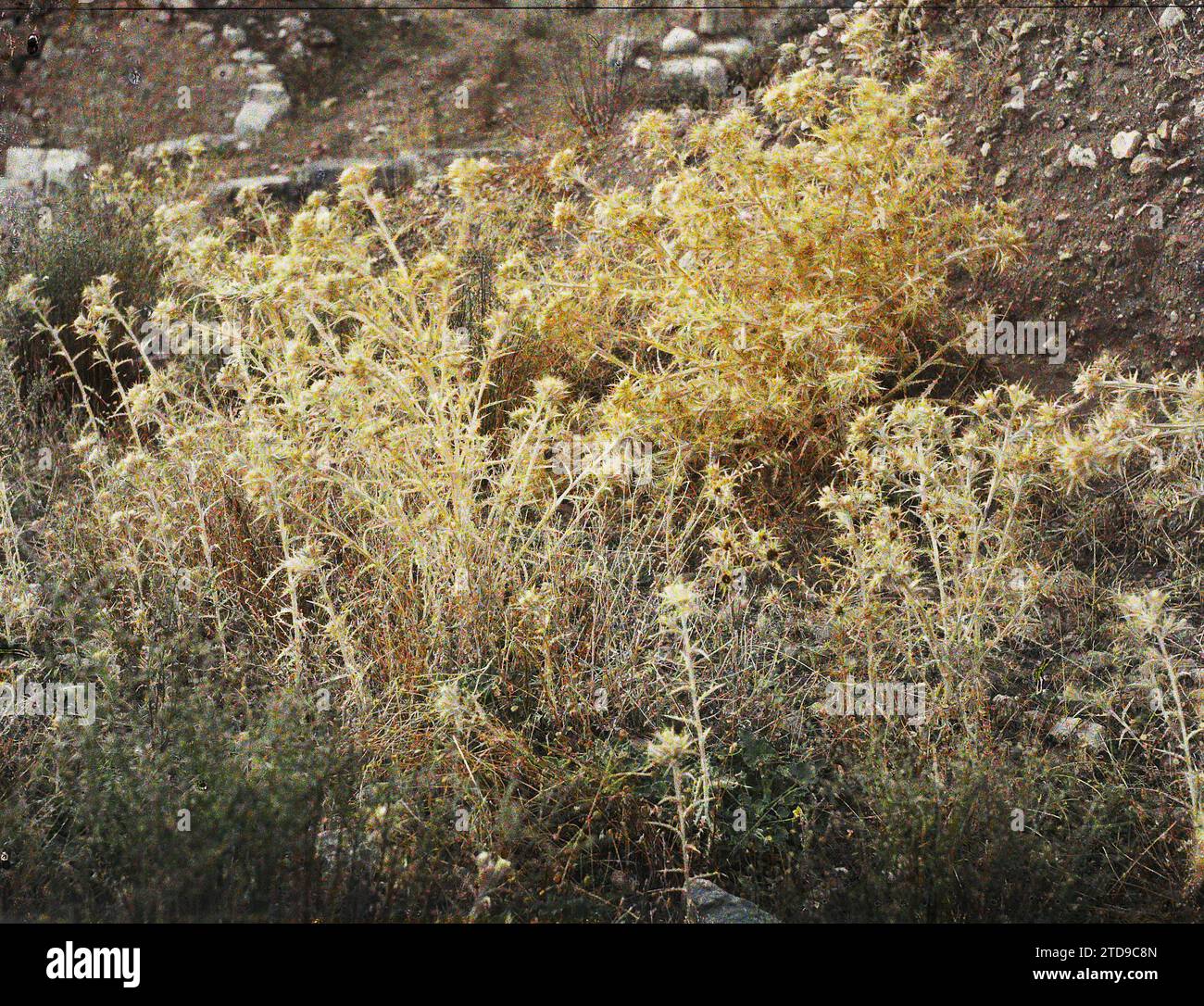 Delphi (archaeological site), Greece Thistles growing in the sanctuary ...