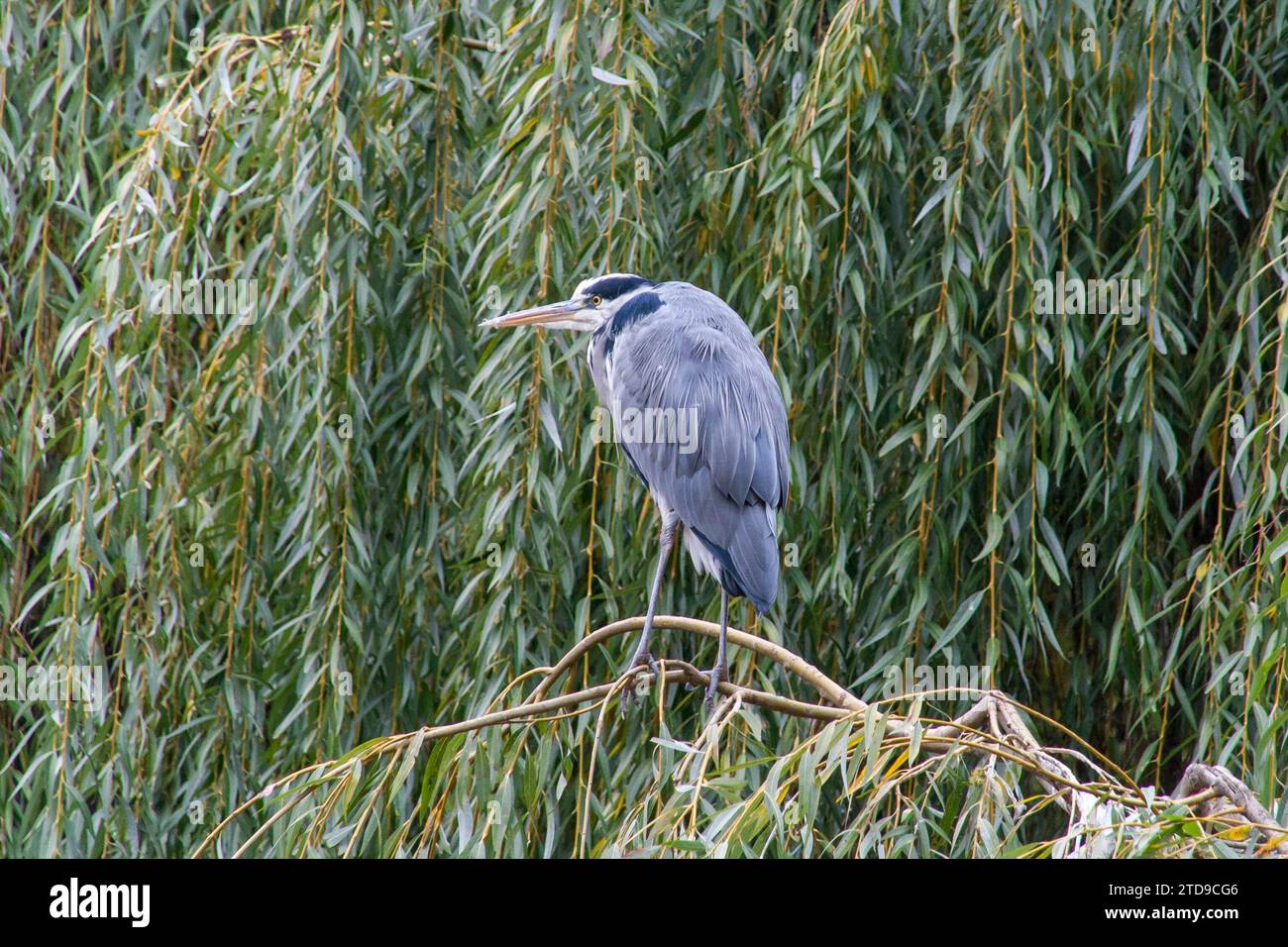Heron in germany hi-res stock photography and images - Alamy