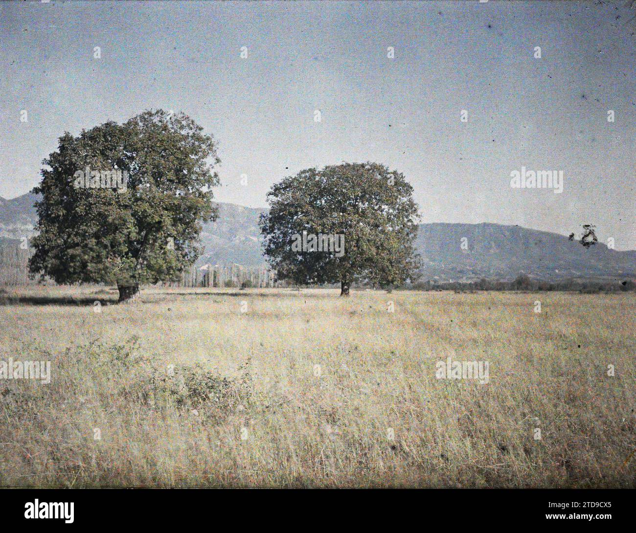 Surroundings of Tirana, Albania Walnut trees, Nature, Environment ...