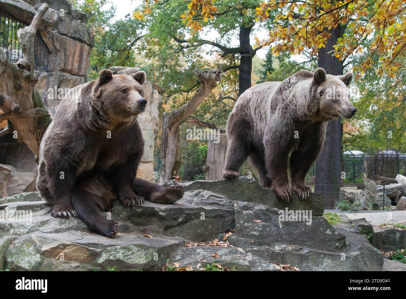 Brown bears at the Berlin zoo in 2007 Stock Photo - Alamy