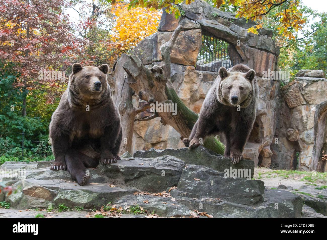 Brown bears at the Berlin zoo in 2007 Stock Photo - Alamy