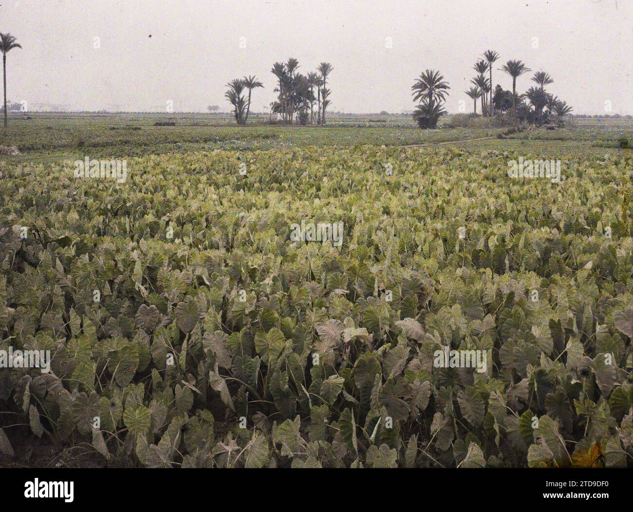 Cairo, Egypt, Africa Countryside near the Nile, Economic activity, HD ...