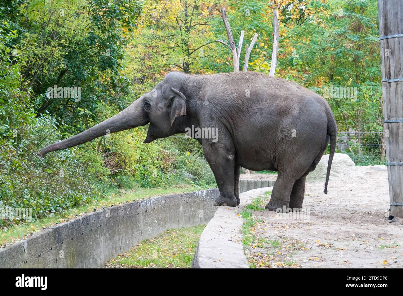Asian elephant zoo in hi-res stock photography and images - Alamy