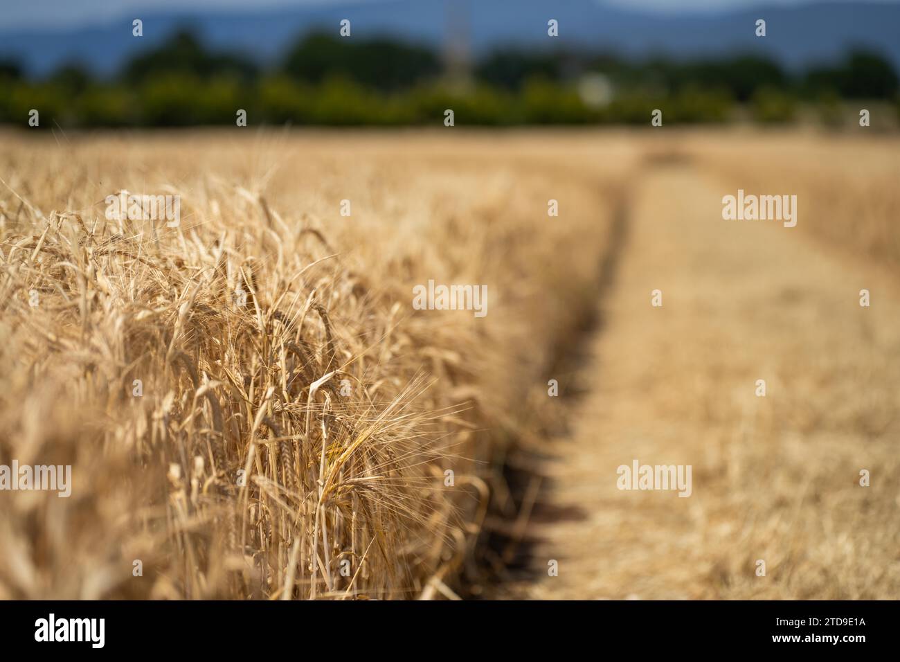 wheat grain crop in a field in a farm growing in rows. growing a crop ...