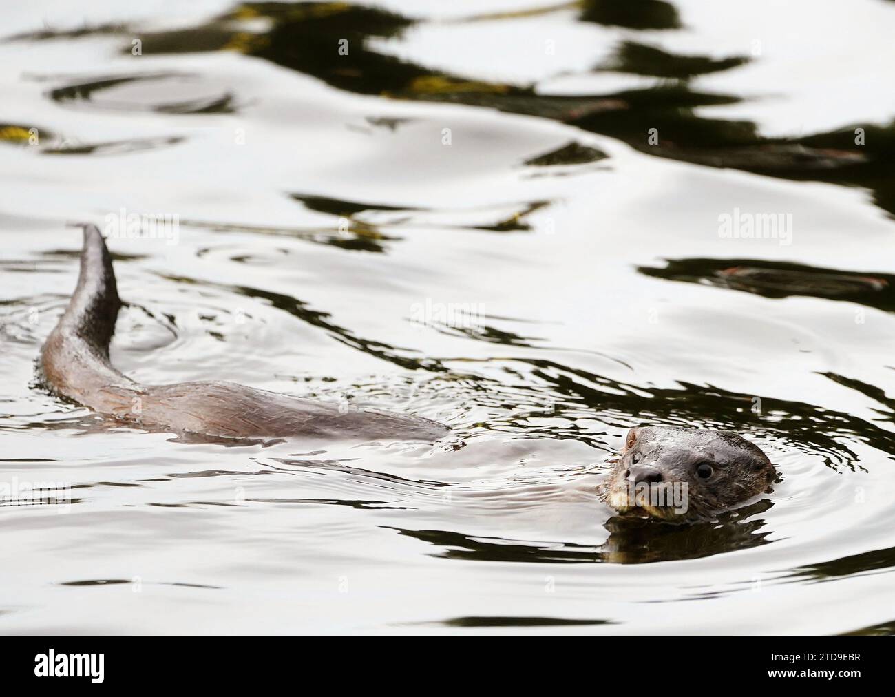 A young otter in a duck pond in Dublin's Herbert Park on a winter's day ...