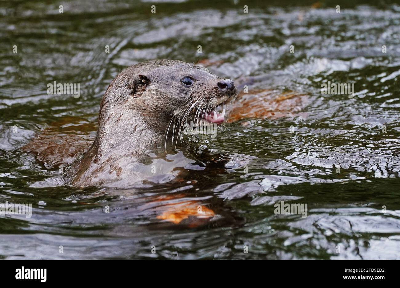 A young otter in a duck pond in Dublin's Herbert Park on a winter's day ...