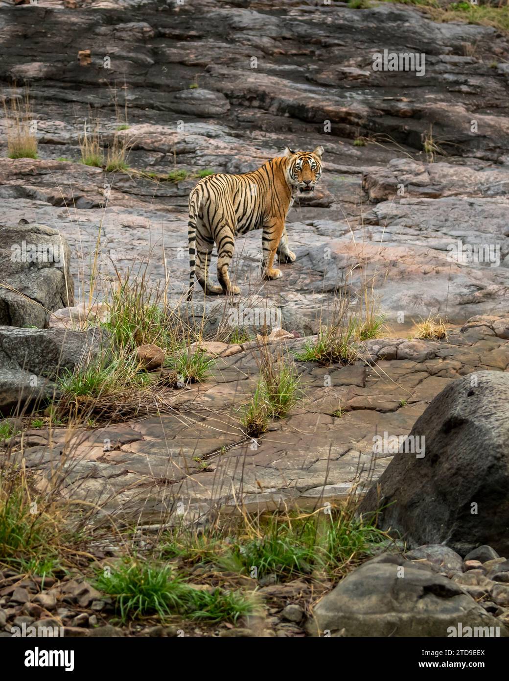 indian wild female bengal tiger panthera tigris looking back with eye ...